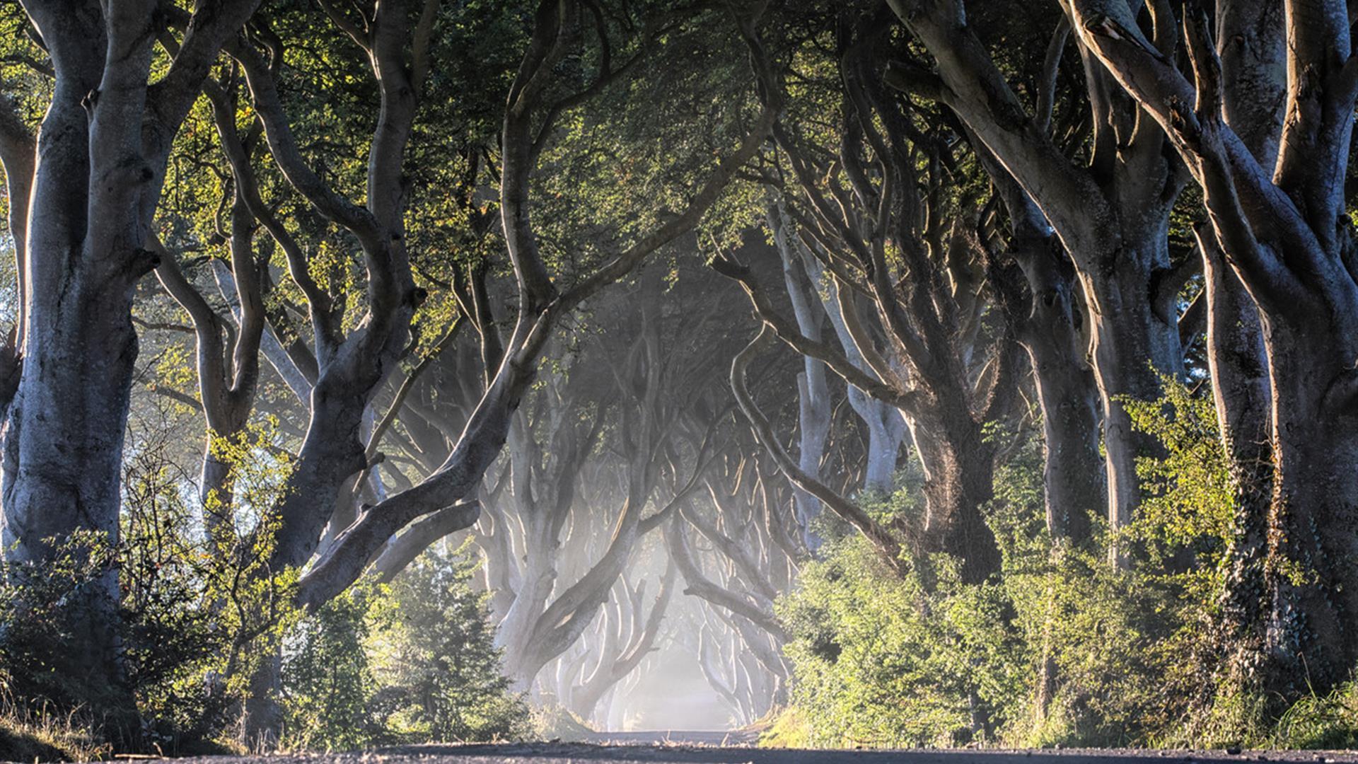 The Dark Hedges - Ballymoney - Discover Northern Ireland